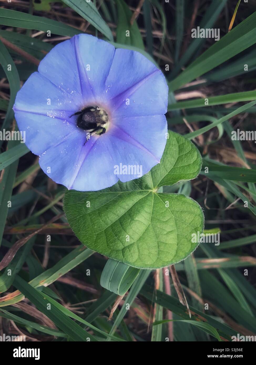 Bumblebee bottom protrudes from blue morning glory in September, North ...