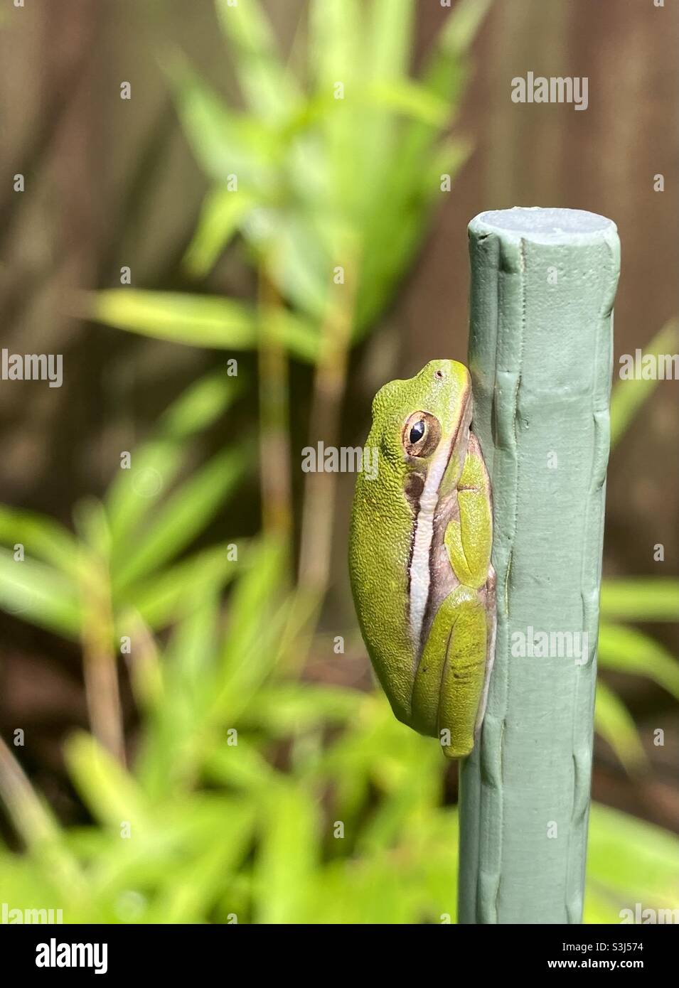 Frog On Fence High Resolution Stock Photography and Images - Alamy