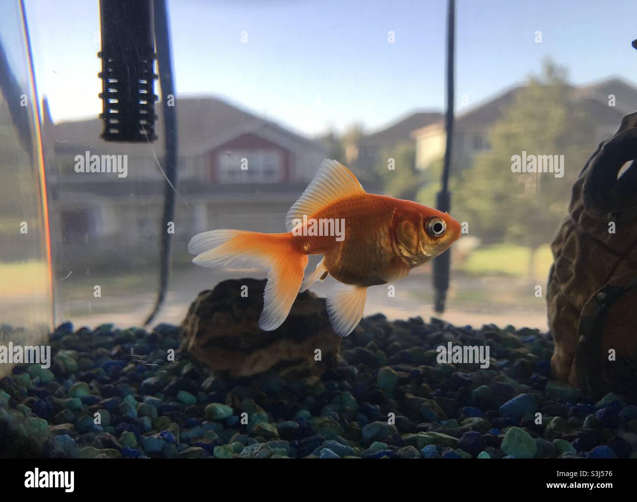 Goldfish tank hi-res stock photography and images - Alamy