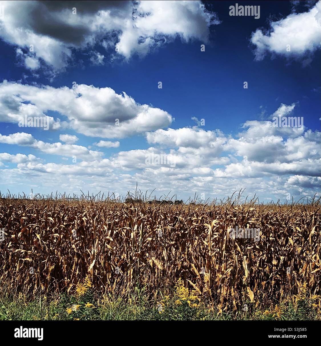 Fall corn field hi-res stock photography and images - Alamy
