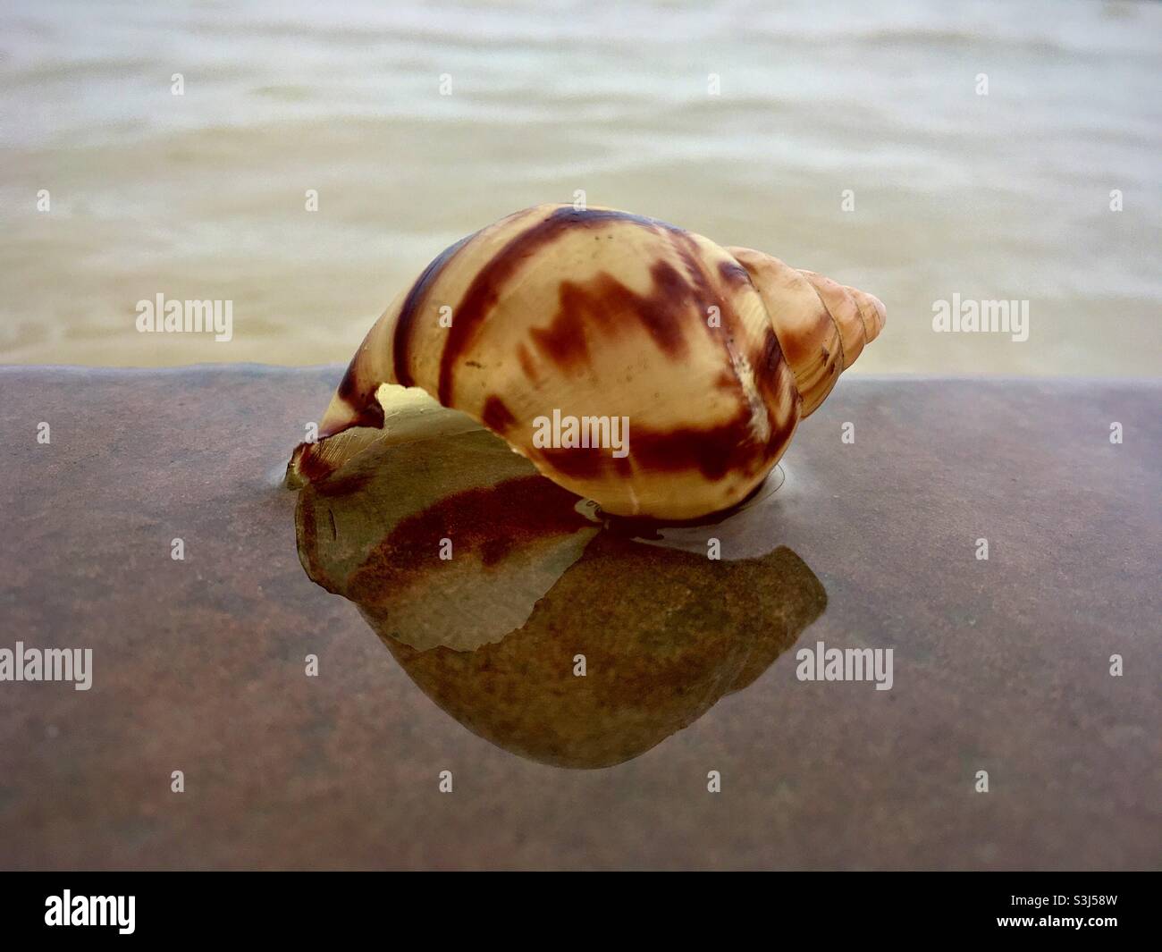 Fragile shells hi-res stock photography and images - Alamy
