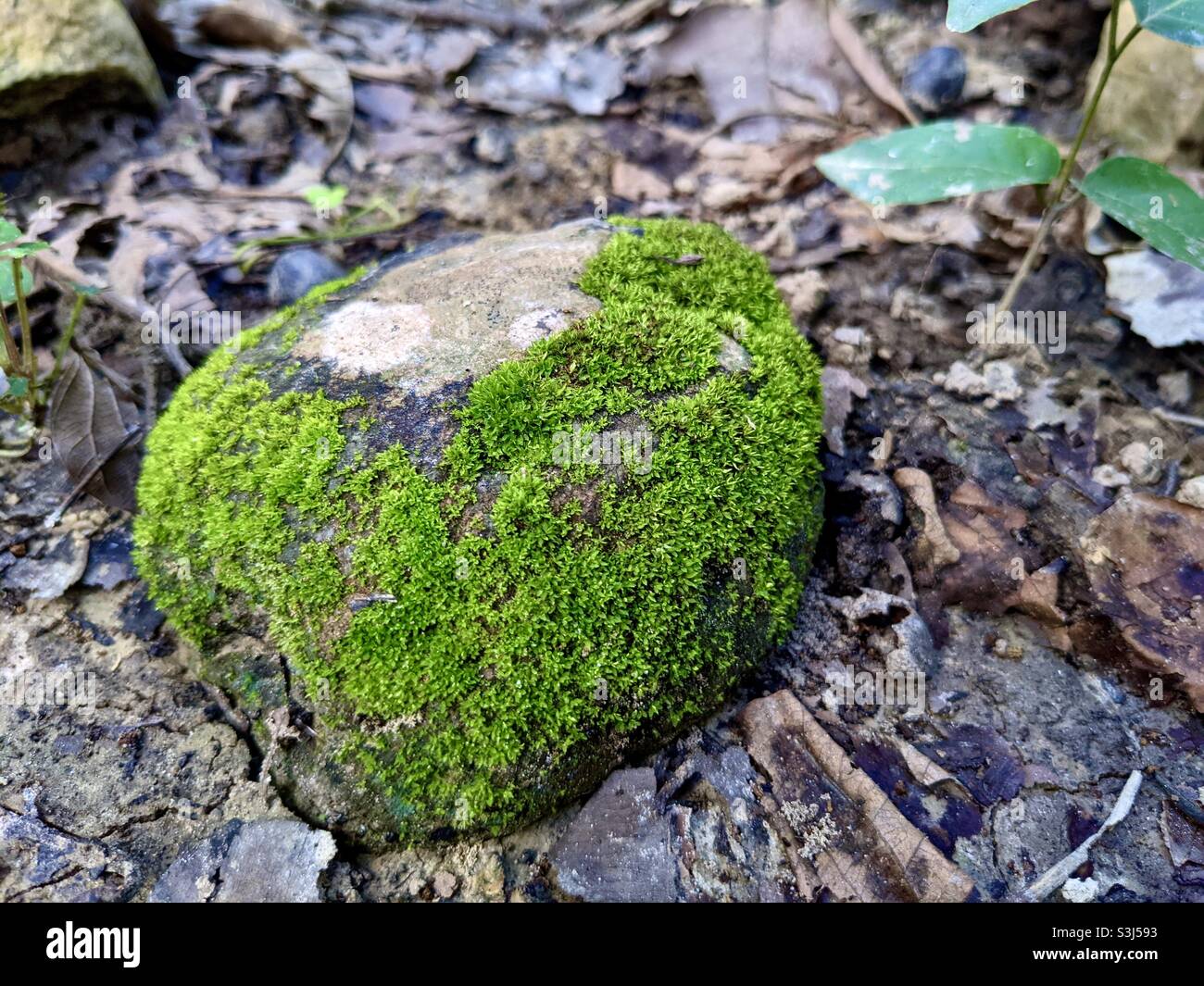 Life green hi-res stock photography and images - Alamy