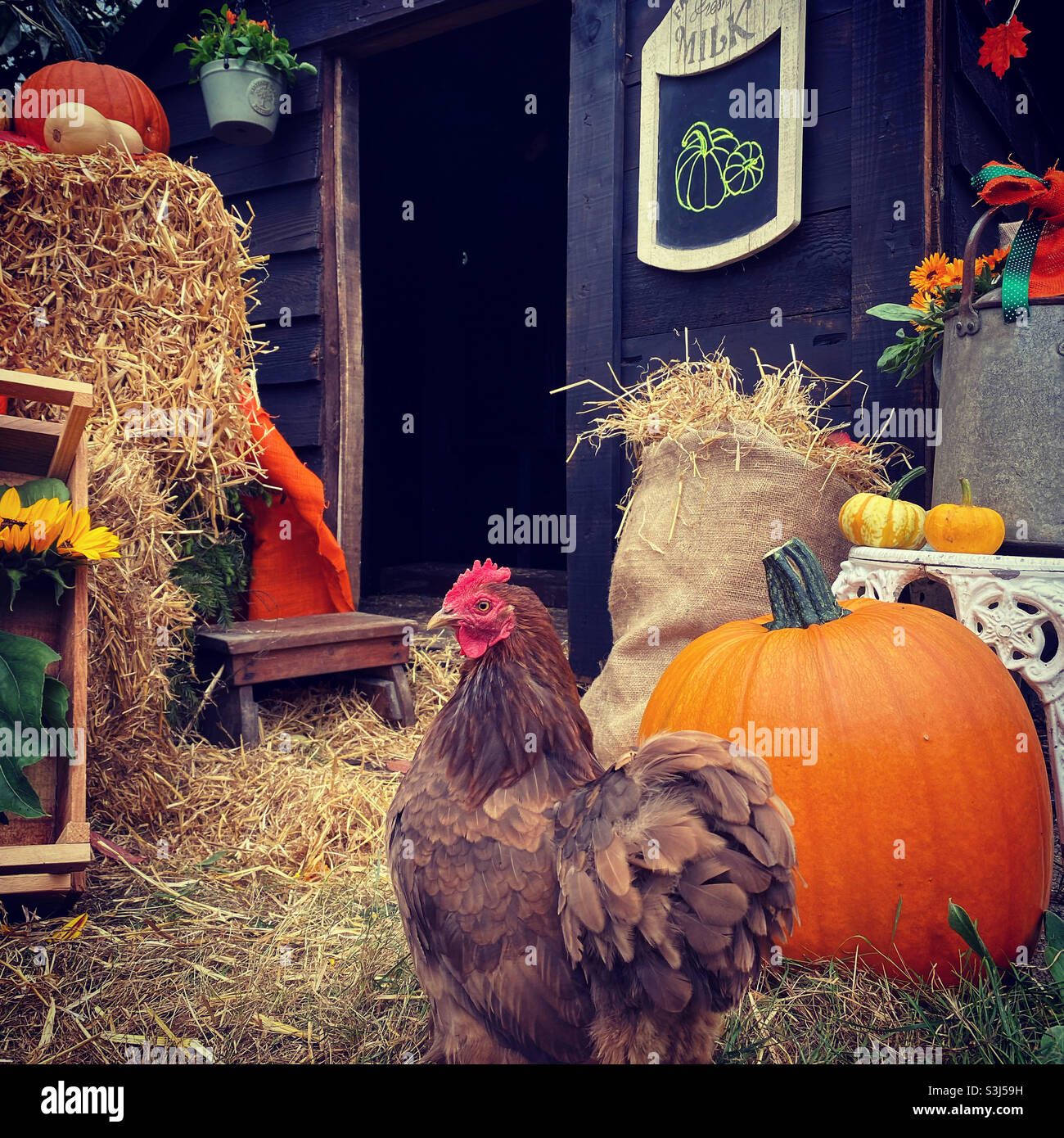 Pekin bantam hi-res stock photography and images - Alamy