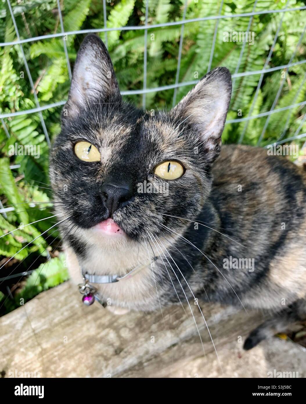 Tortoiseshell kittens hi-res stock photography and images - Alamy
