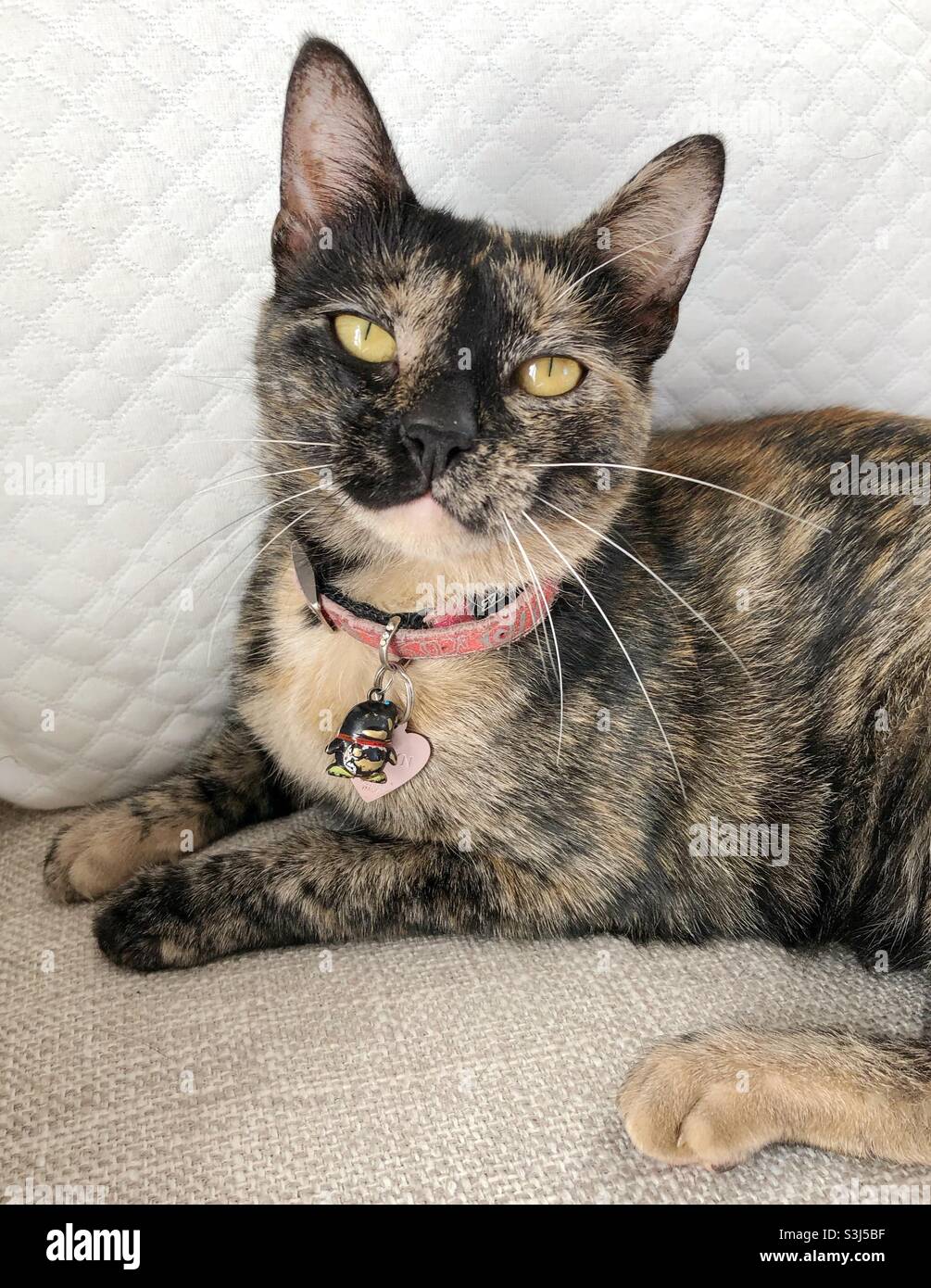 Stunning tortoiseshell cat with yellow eyes and a pink collar Stock ...