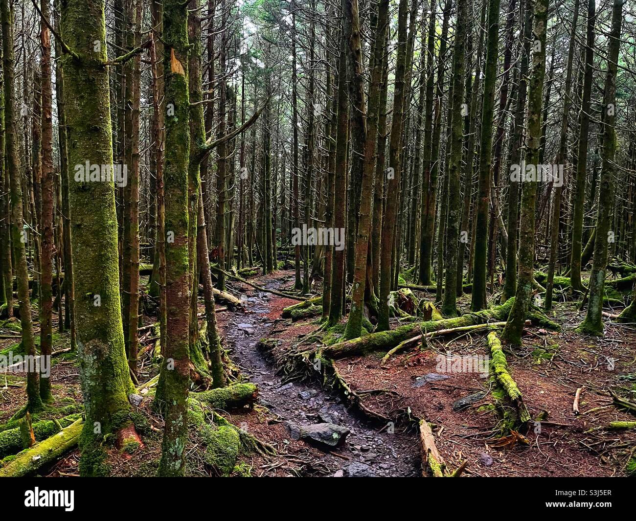 Mt rogers and virginia trail hi-res stock photography and images - Alamy