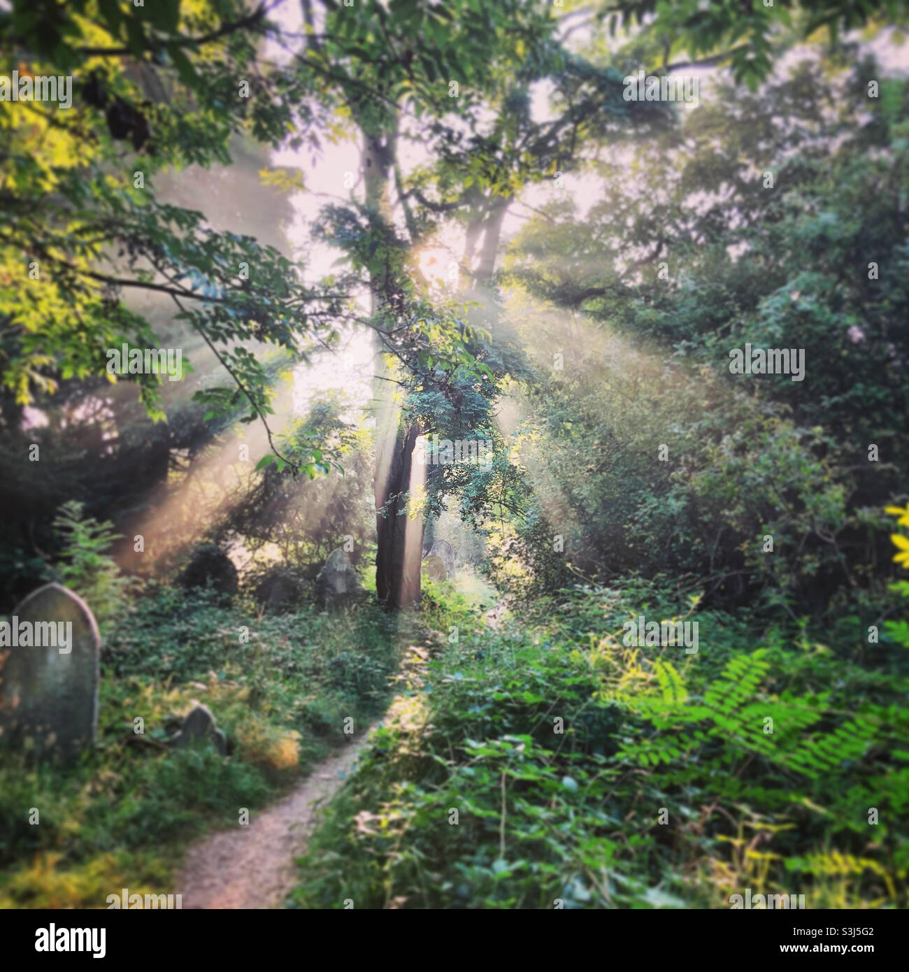 Sun rays tree hi-res stock photography and images - Alamy