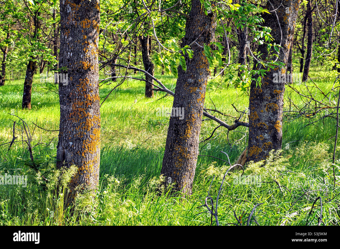 three tree trunks in the forest close up Stock Photo - Alamy