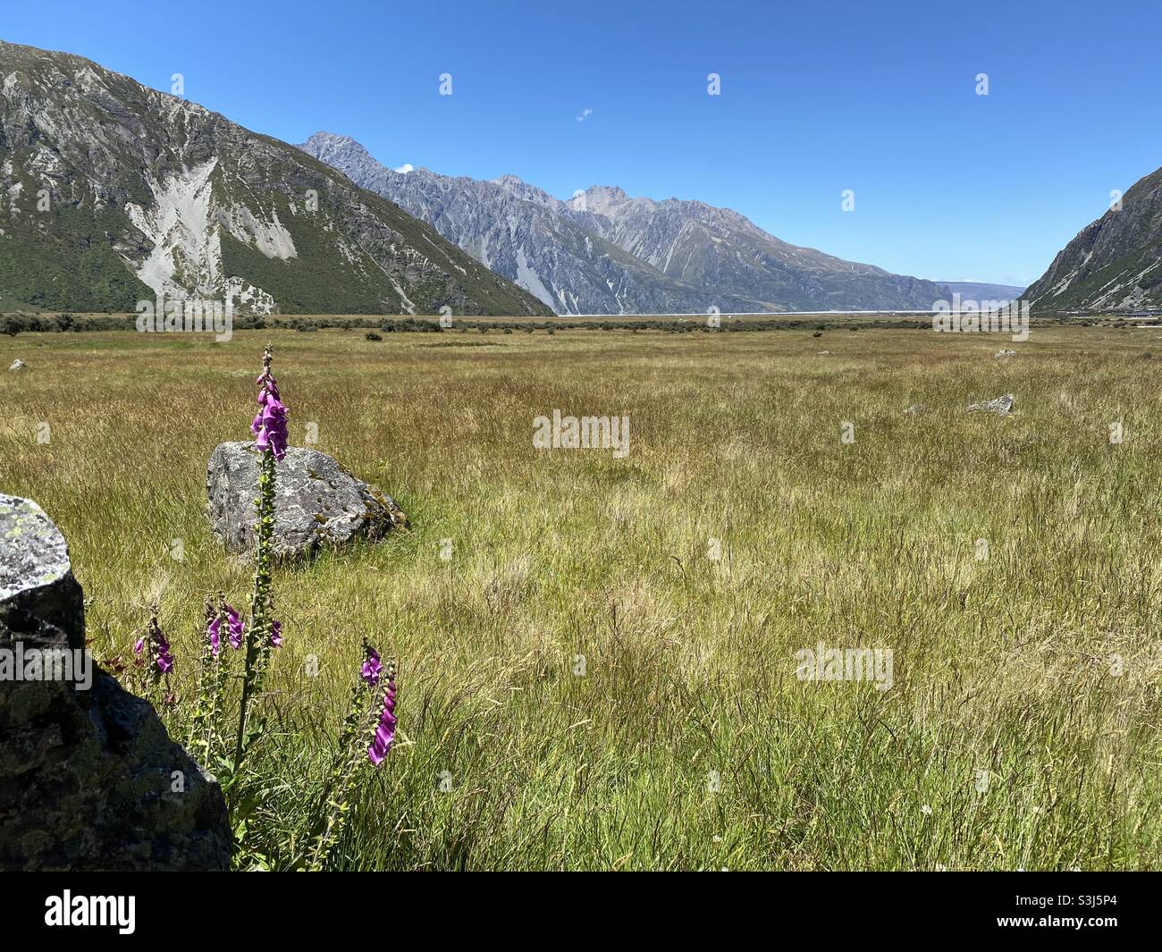 Mount cook flowers hi-res stock photography and images - Alamy