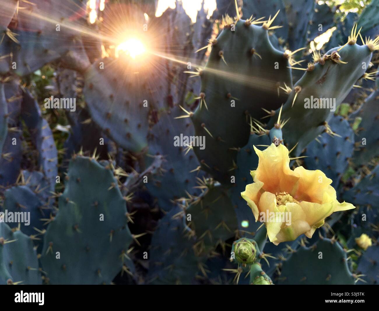 Trinity flowers hi-res stock photography and images - Alamy