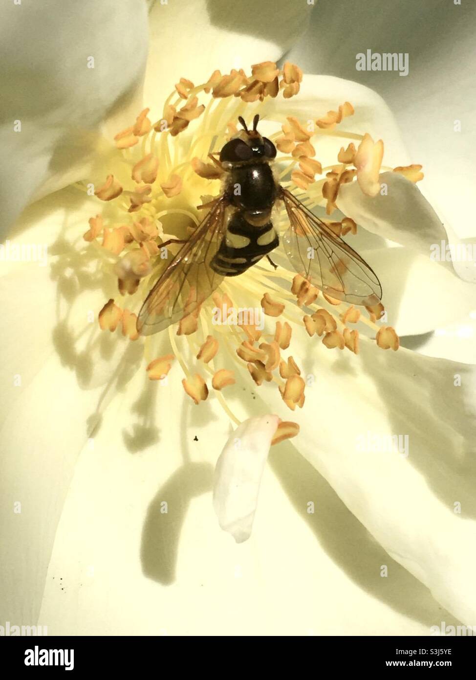 Gold bee hi-res stock photography and images - Alamy