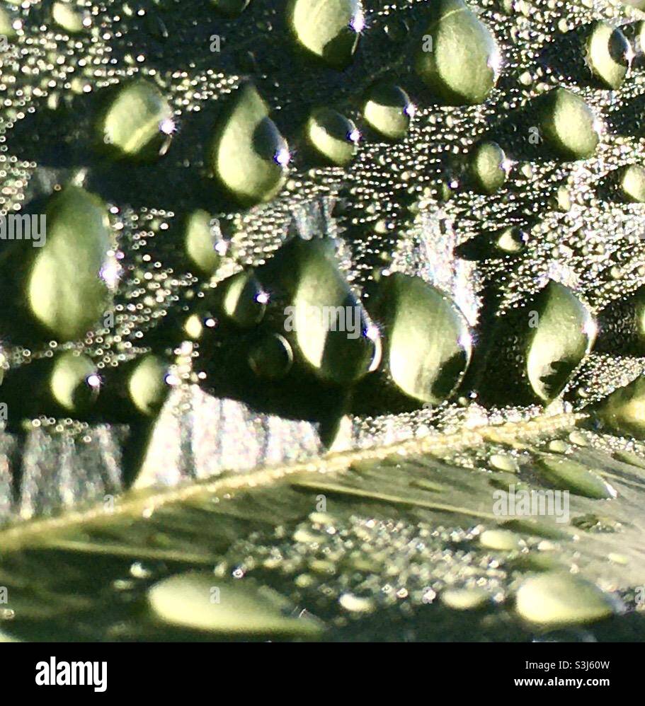 Leaf tears hi-res stock photography and images - Alamy