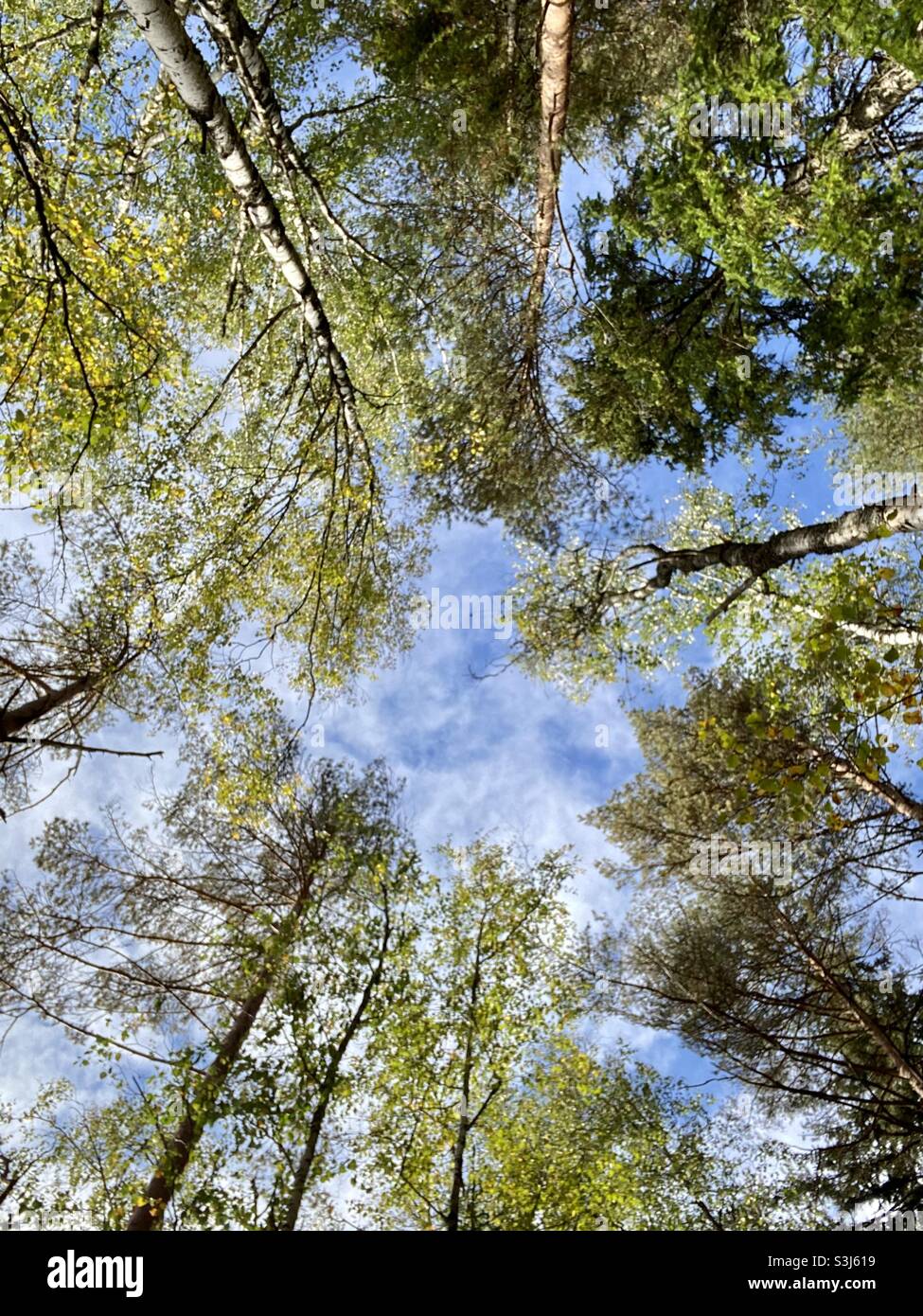 Look up at birch trees hi-res stock photography and images - Alamy