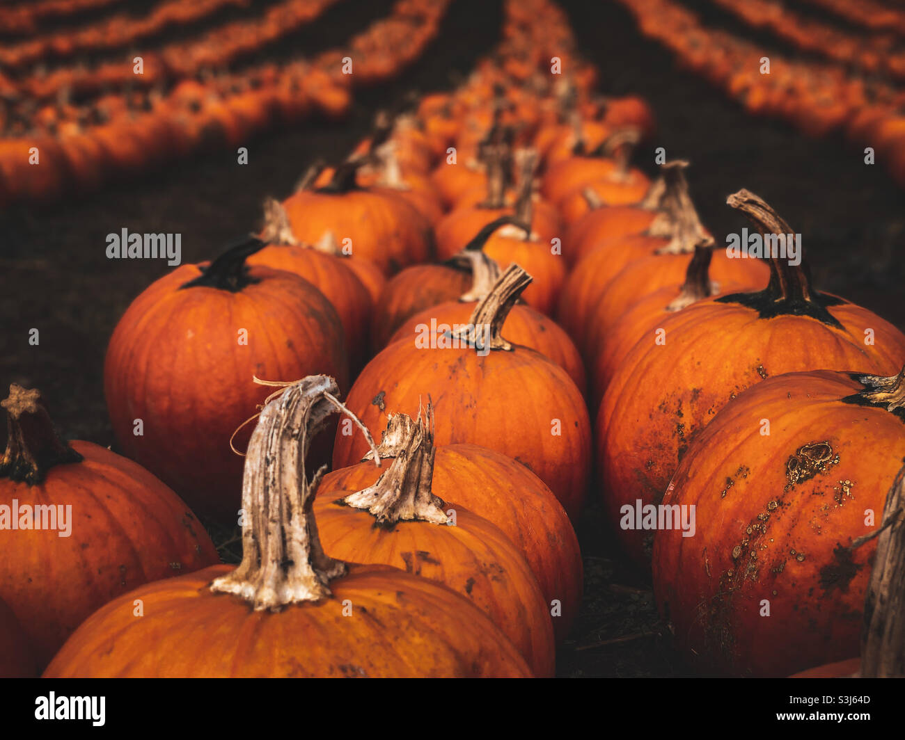 Row of pumpkins hi-res stock photography and images - Alamy