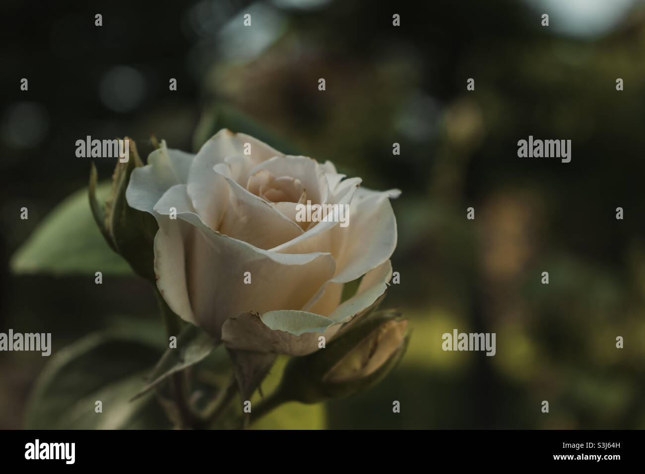 Close up pf a rose with stunning bokeh Stock Photo - Alamy