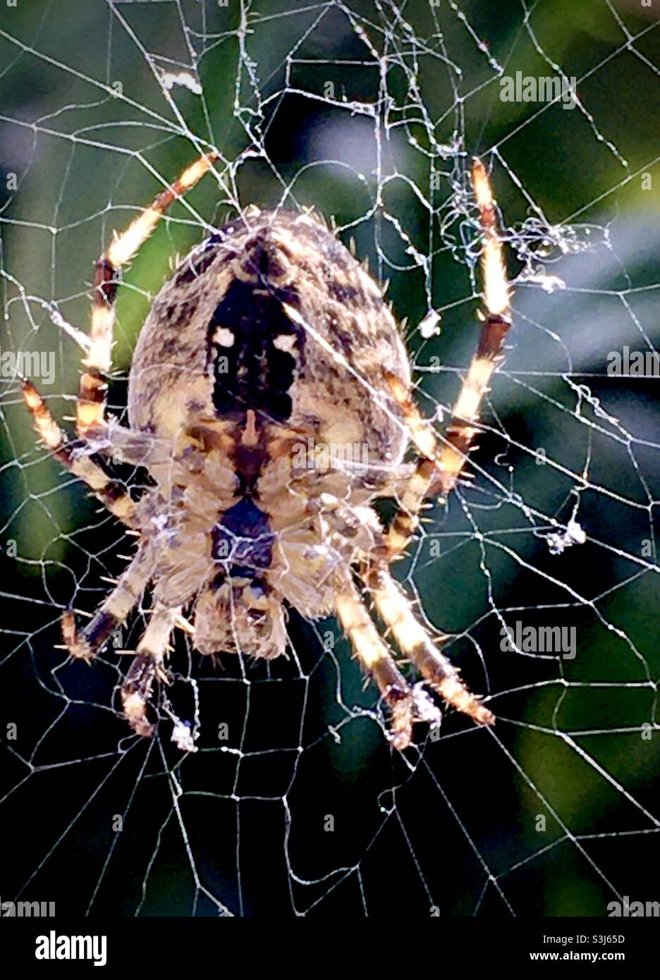 Colorful Spider In Web Stock Photo - Alamy