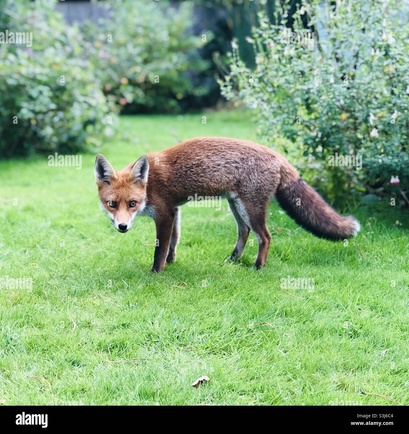 British fox in a London Garden Stock Photo - Alamy