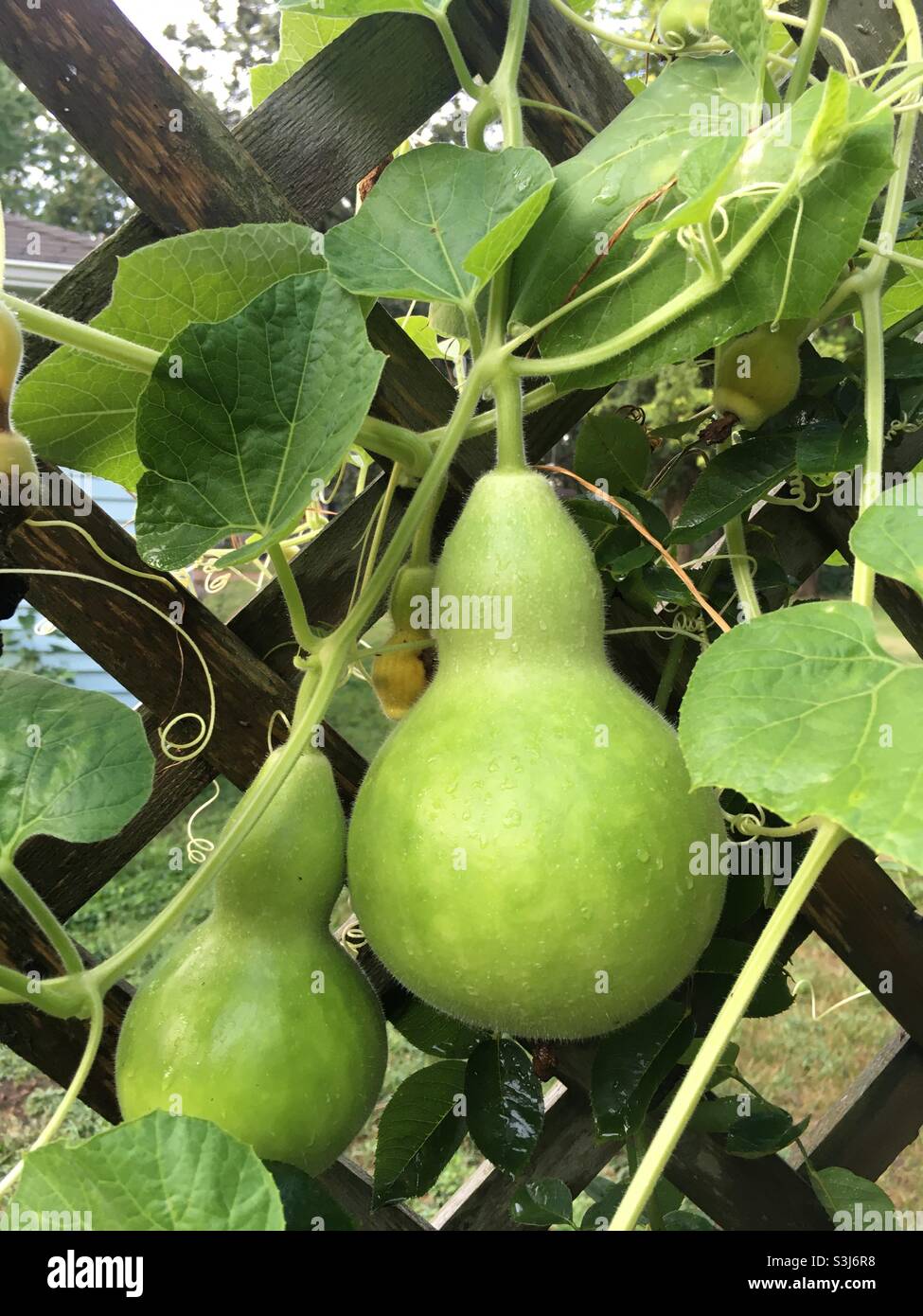 Bottle gourd hi-res stock photography and images - Alamy