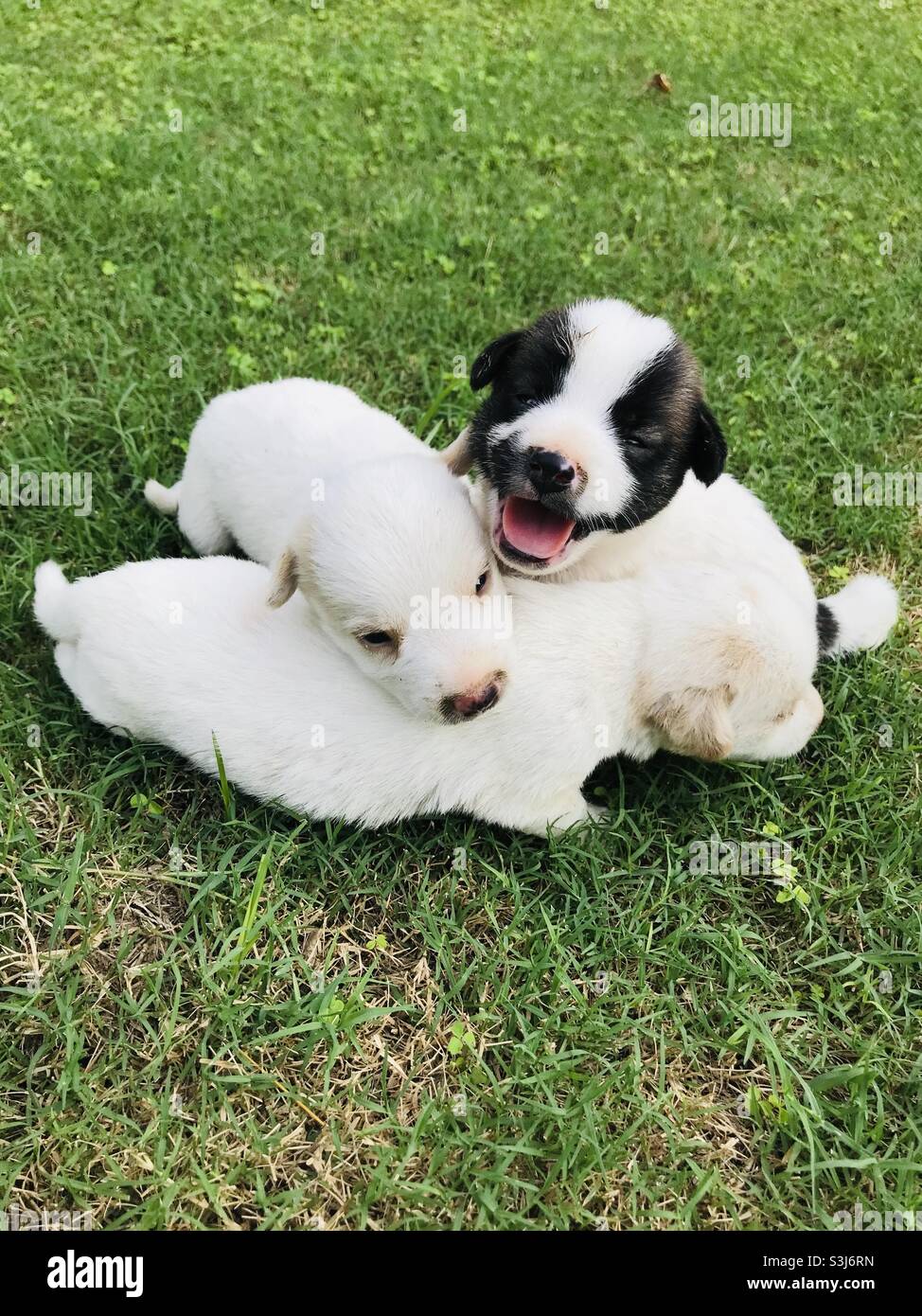 Lucy and Alex are resting on John’s back after playing in the lawn ...