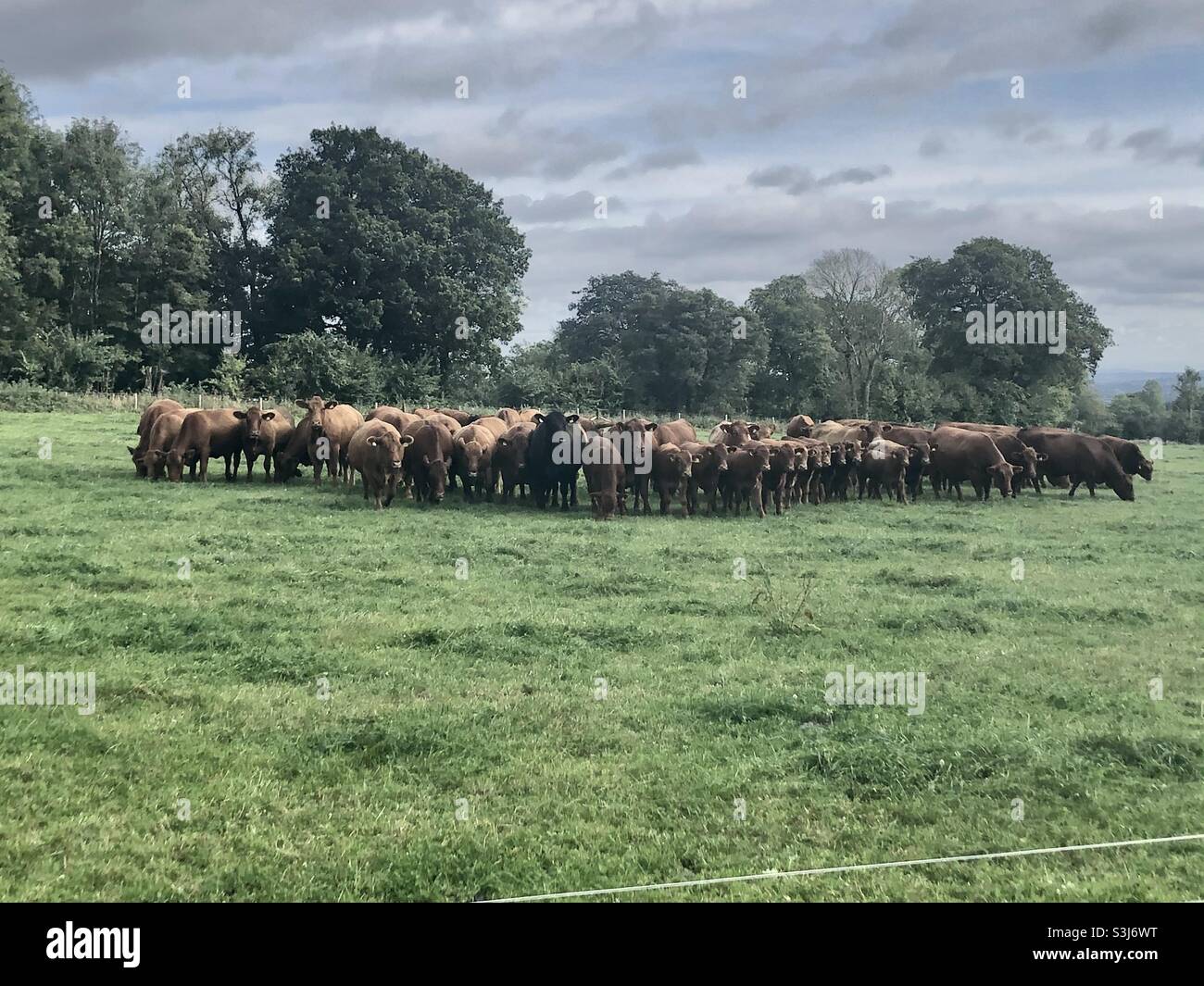 One cows hi-res stock photography and images - Alamy