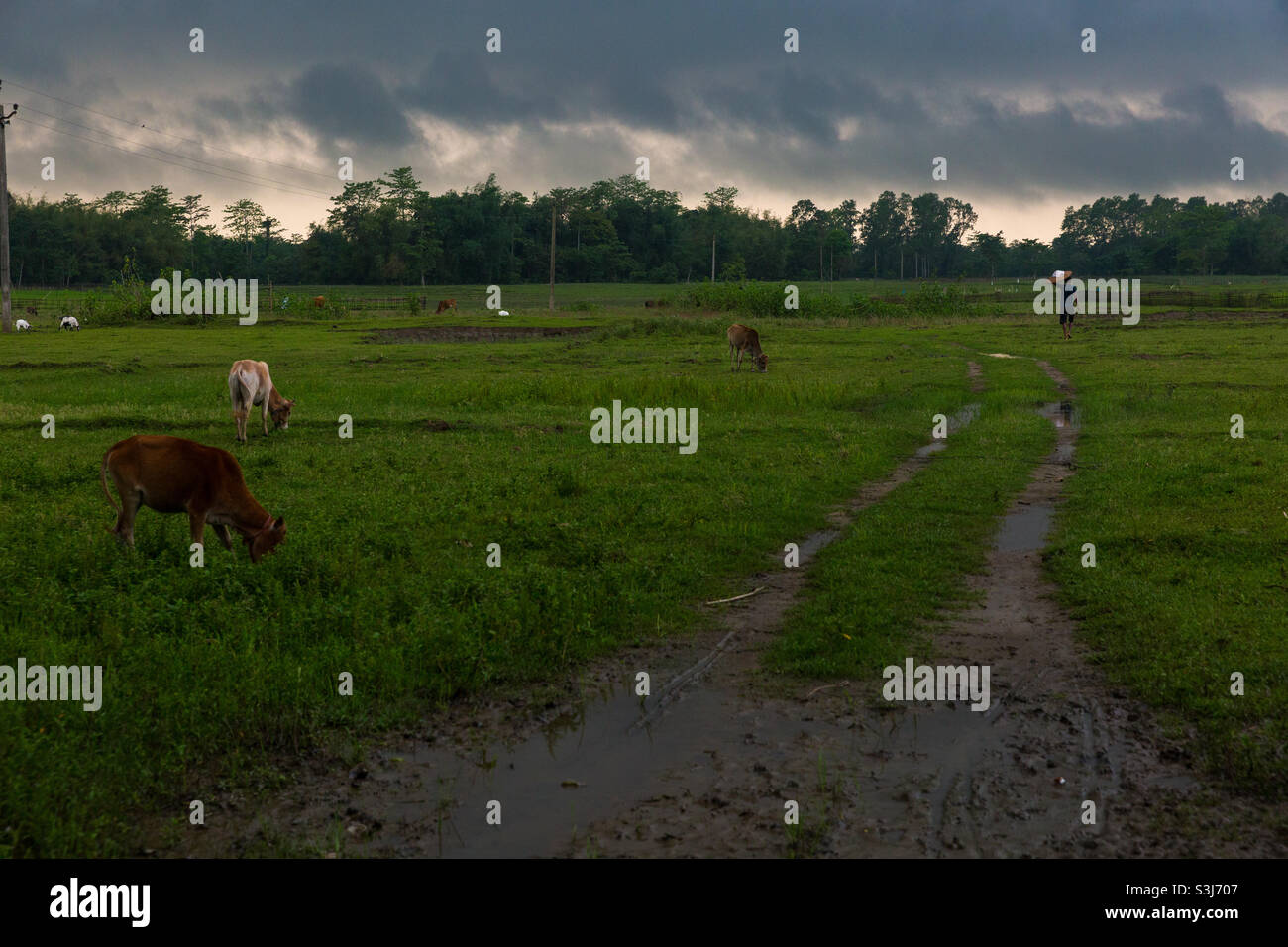 Rainy season india hi-res stock photography and images - Alamy