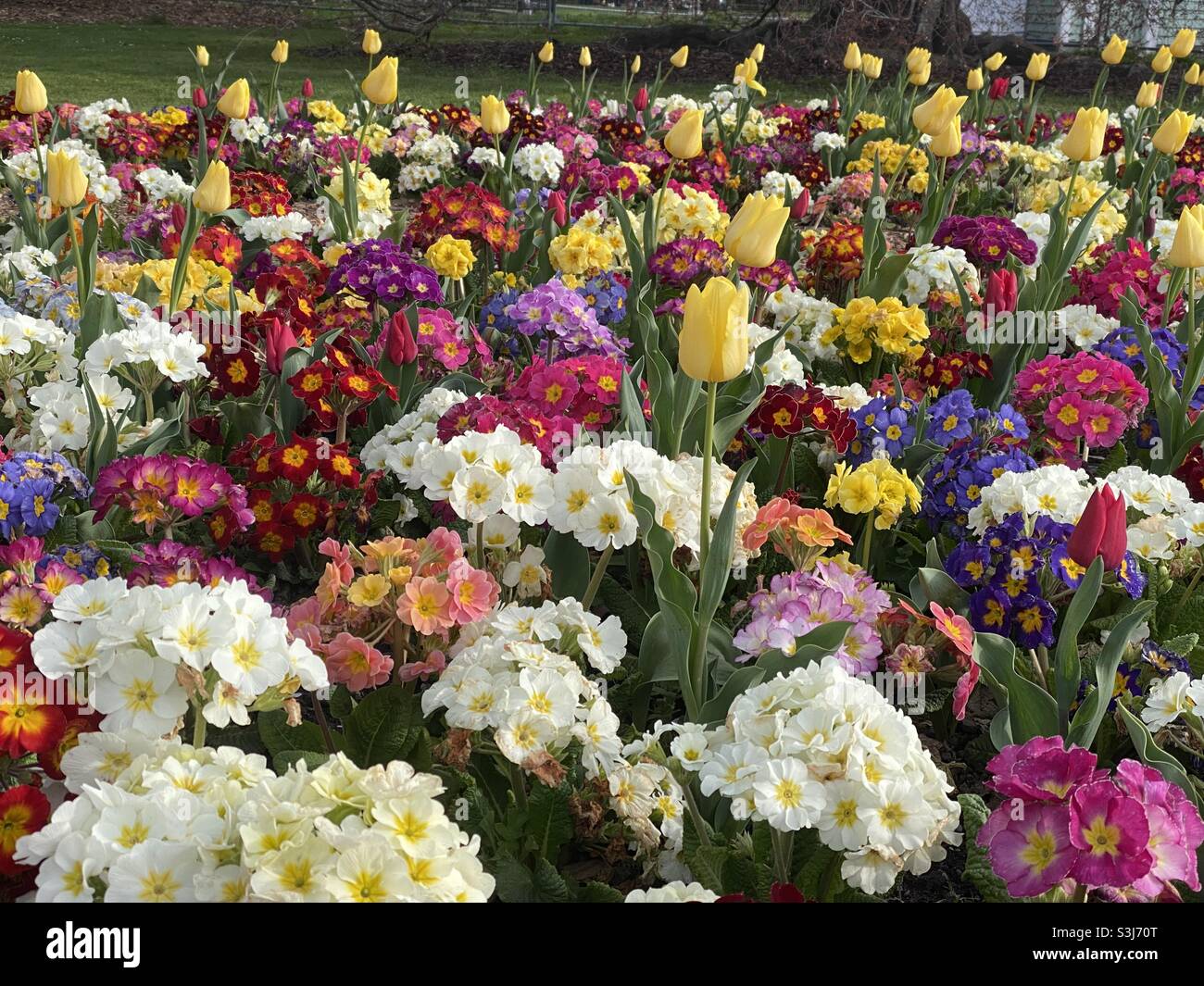 New zealand yellow flowers hi-res stock photography and images - Alamy