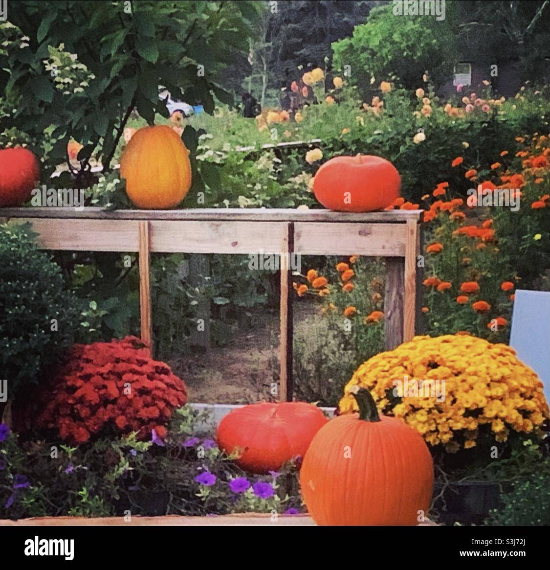 Harvest flowers hi-res stock photography and images - Alamy