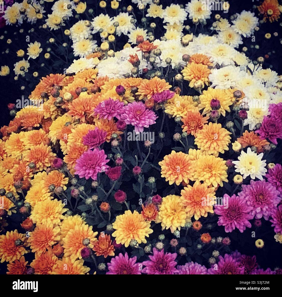 Fall Mums High Resolution Stock Photography and Images - Alamy