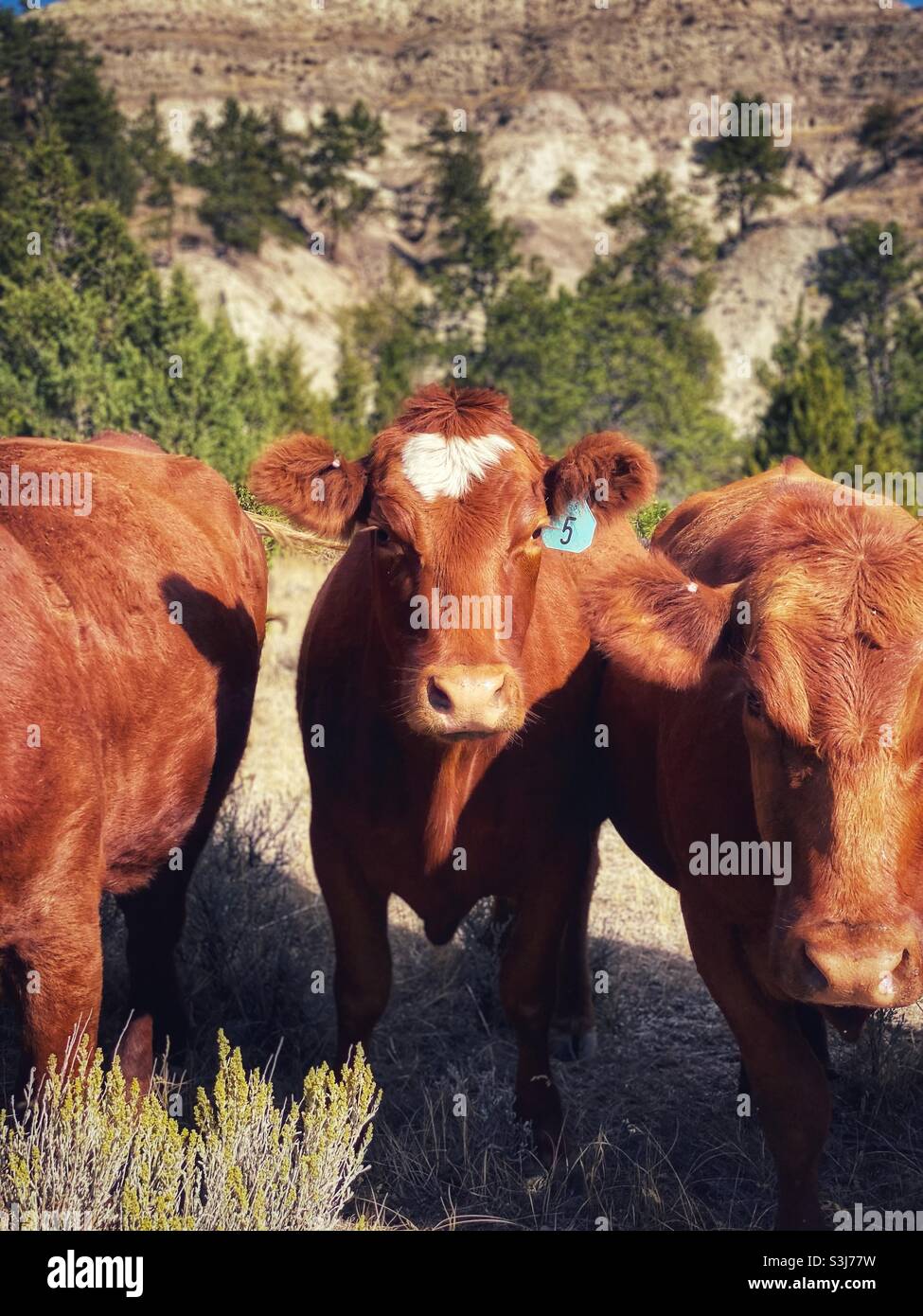 Cattle tails hi-res stock photography and images - Alamy
