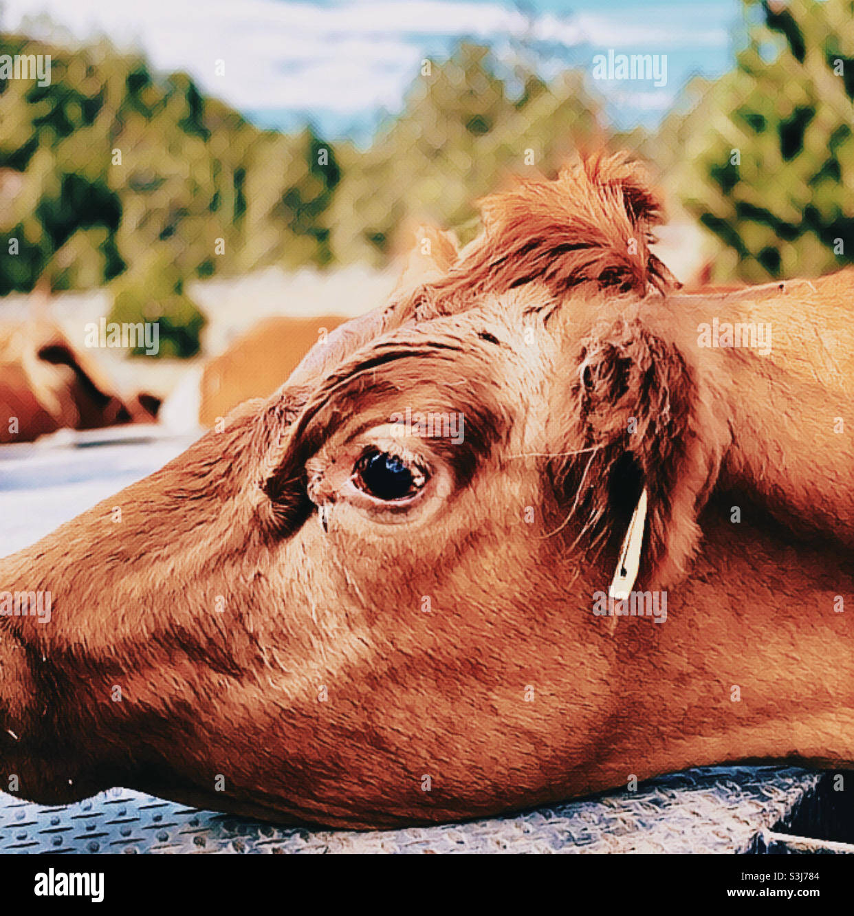 Cattle neck hi-res stock photography and images - Alamy