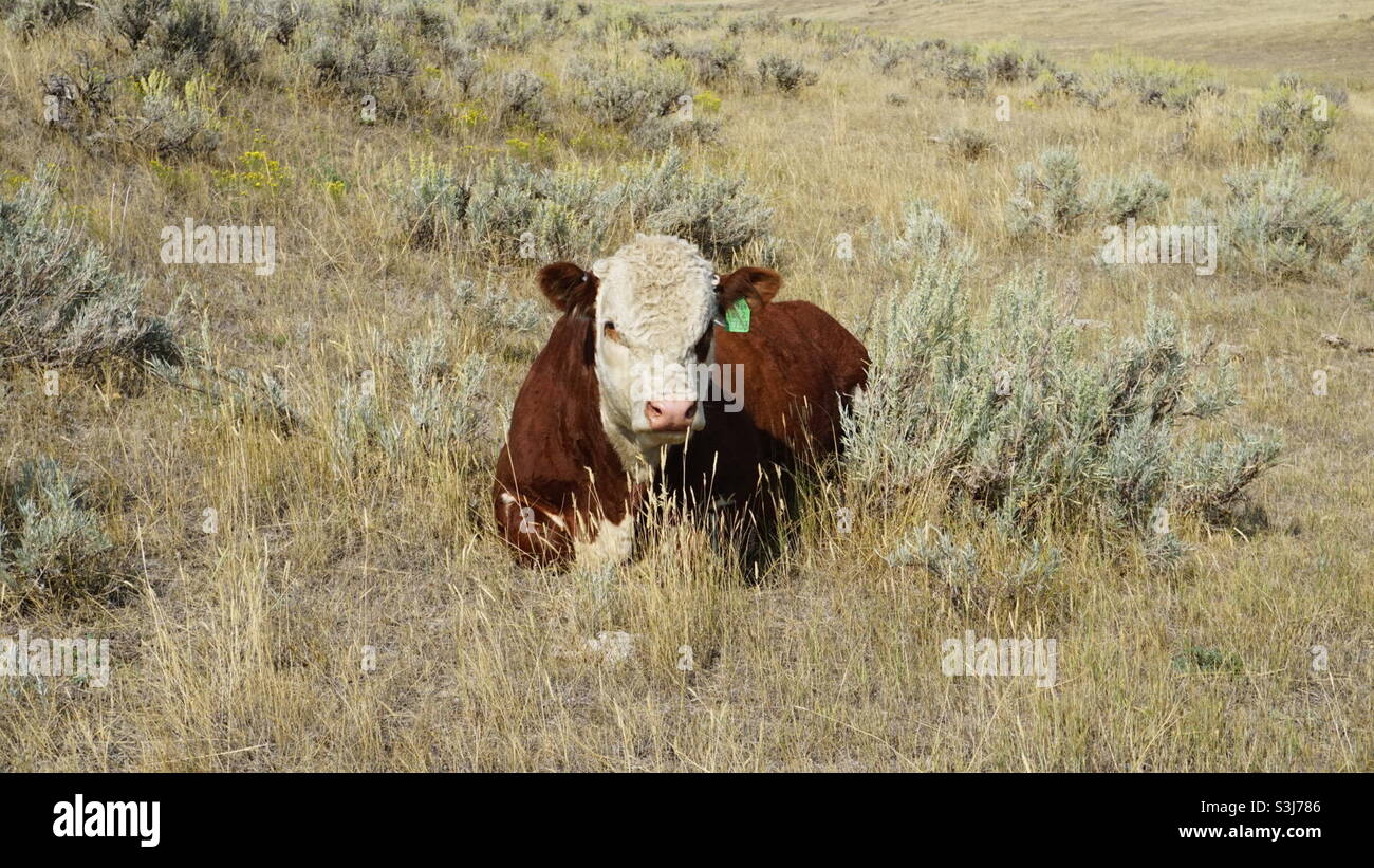 Lazy Bull Lounging Stock Photo - Alamy