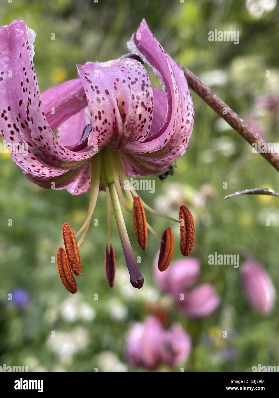 Turks cap flower hi-res stock photography and images - Alamy