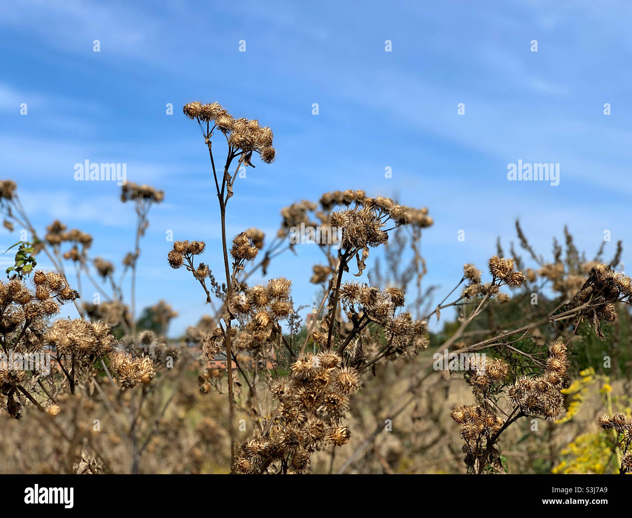 Thorns background hi-res stock photography and images - Alamy