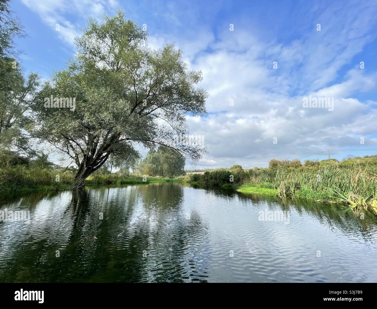 Overhanging Willow tree reflecting in the dark calm stream water, blue ...