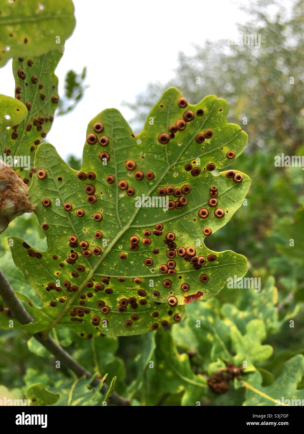 Oak galls hi-res stock photography and images - Alamy