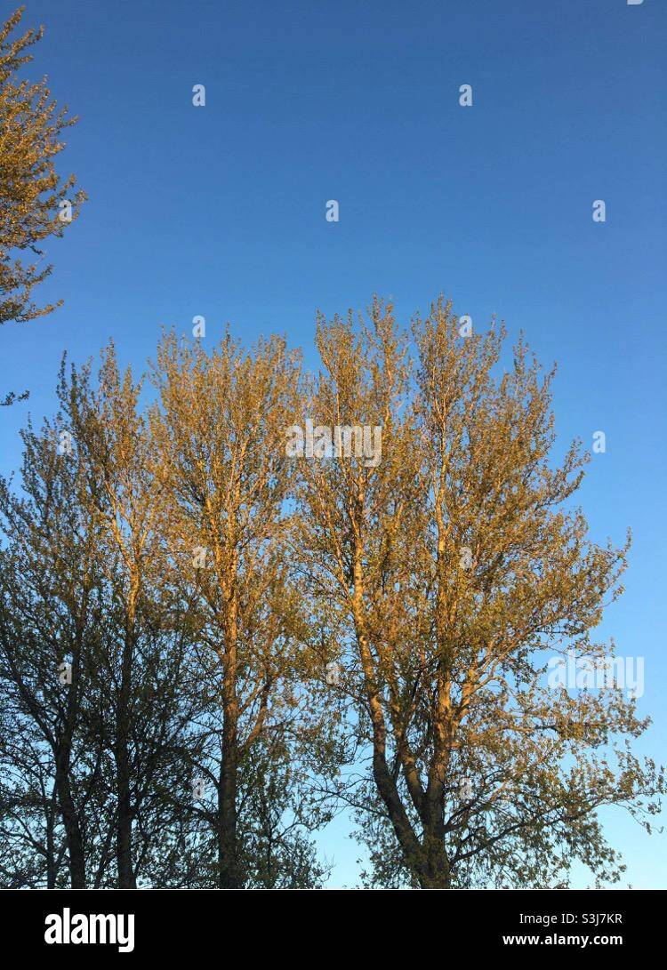 Trees in golden light Stock Photo - Alamy