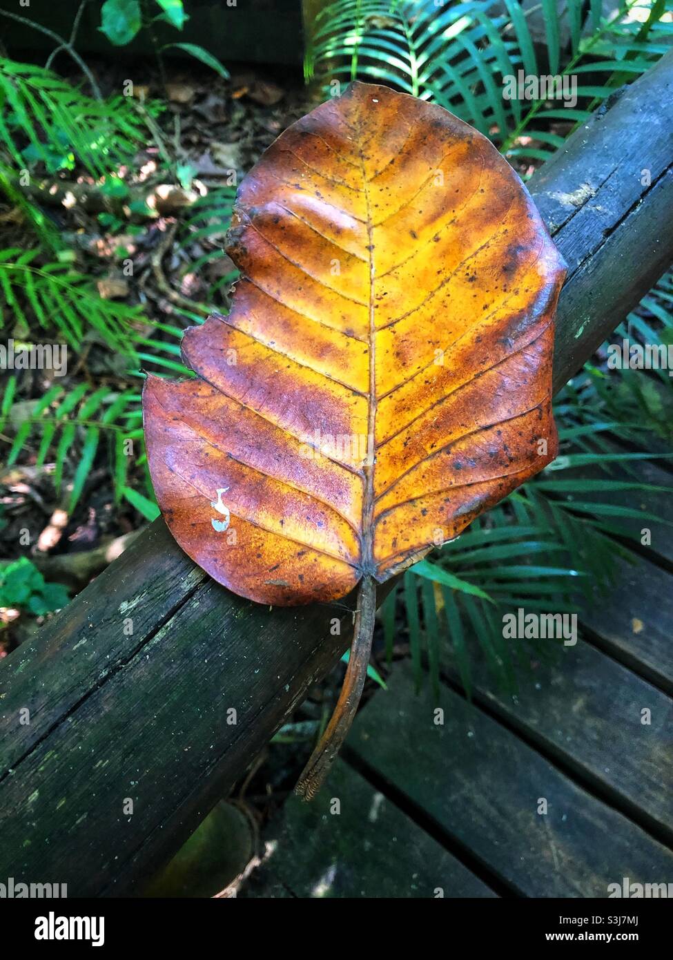 The autumn colours of a leaf that has fallen down and onto a wooden ...