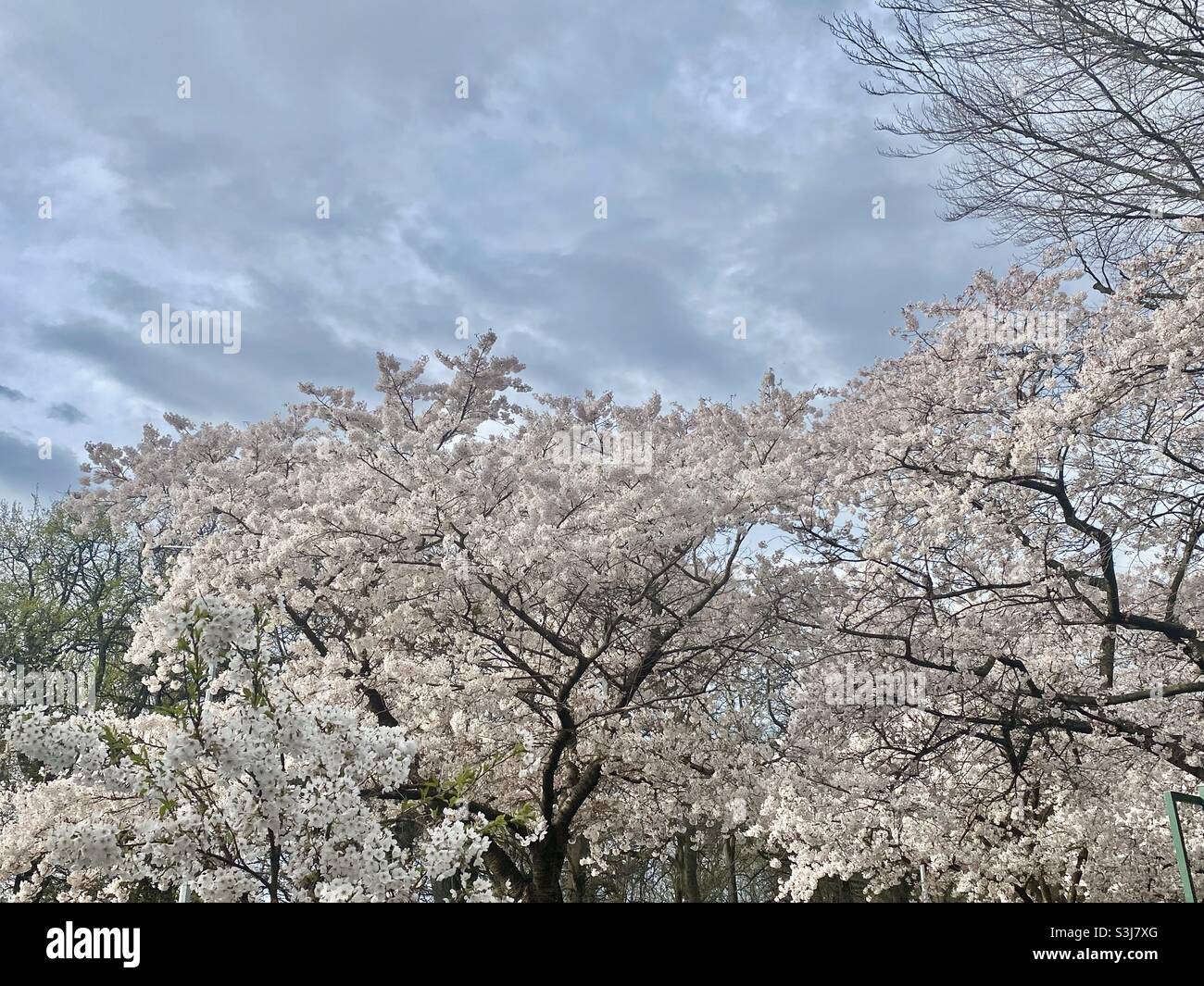 Christchurch new zealand blossom trees hi-res stock photography and ...
