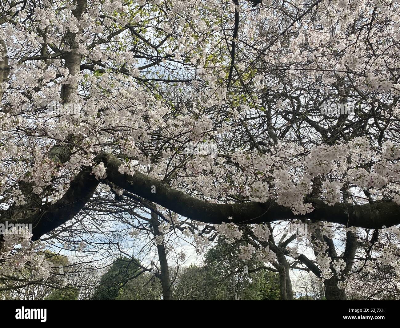 Christchurch new zealand blossom trees hi-res stock photography and ...