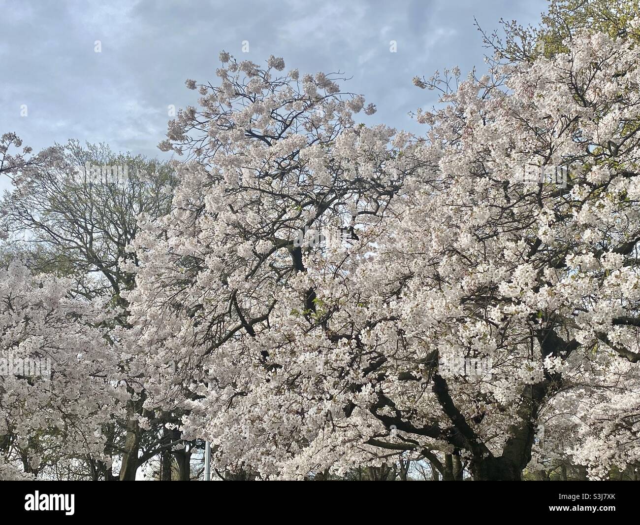 Christchurch new zealand blossom trees hi-res stock photography and ...