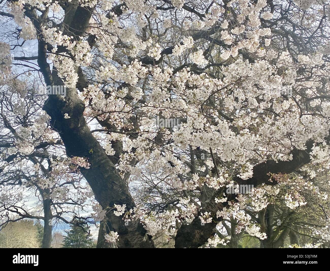Christchurch new zealand blossom trees hi-res stock photography and ...