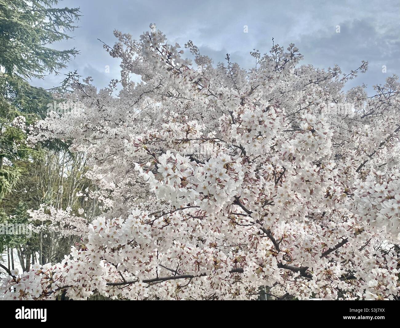 Spring blossom trees hi-res stock photography and images - Alamy
