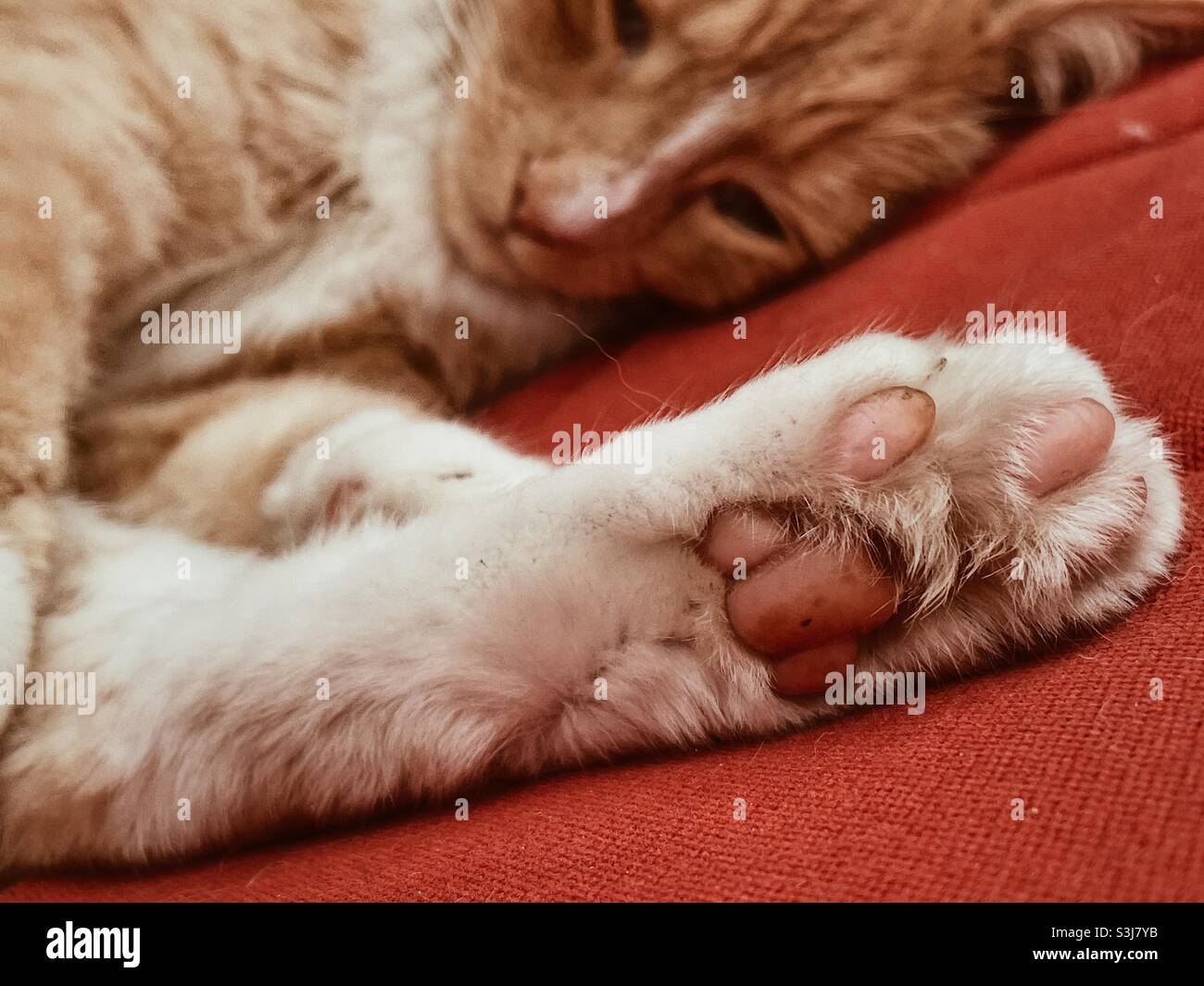 Ginger cat paw Stock Photo - Alamy