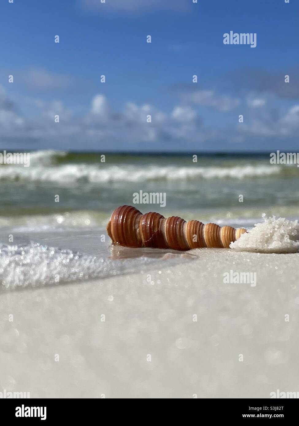 Sea snail shell lying on sand on the beach Stock Photo - Alamy