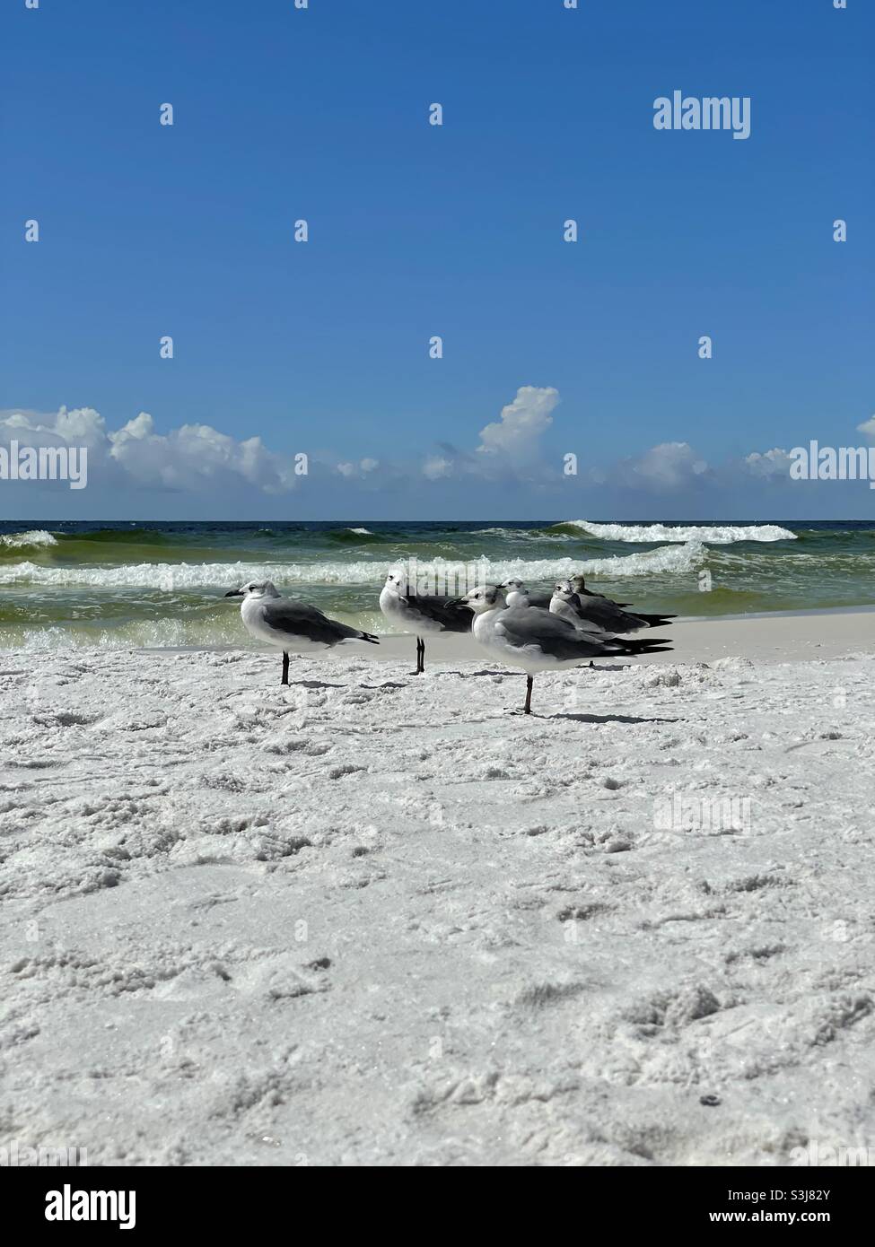 Seagulls standing on white sand Florida beach with view of Gulf of ...