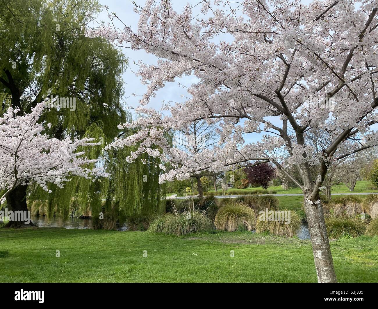 Christchurch new zealand blossom trees hi-res stock photography and ...
