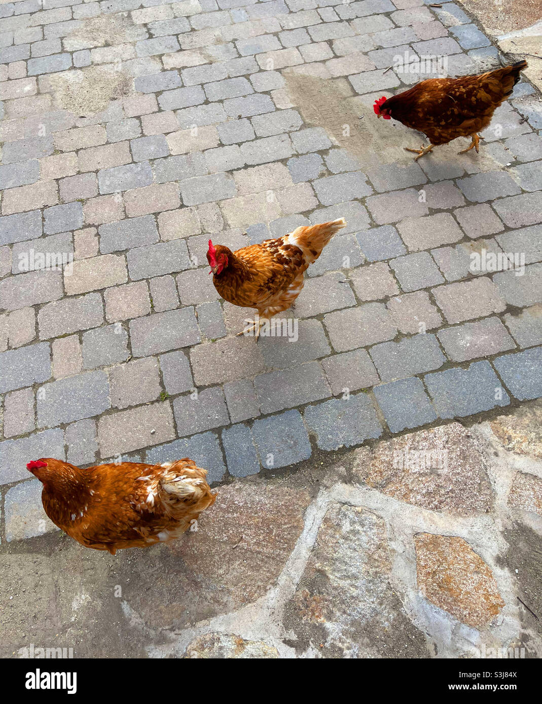 Hens hen hi-res stock photography and images - Alamy