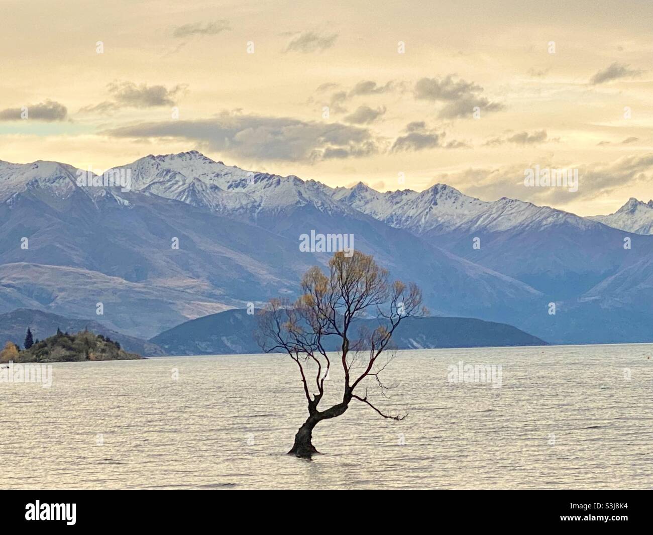 The tree lake wanaka hi-res stock photography and images - Alamy