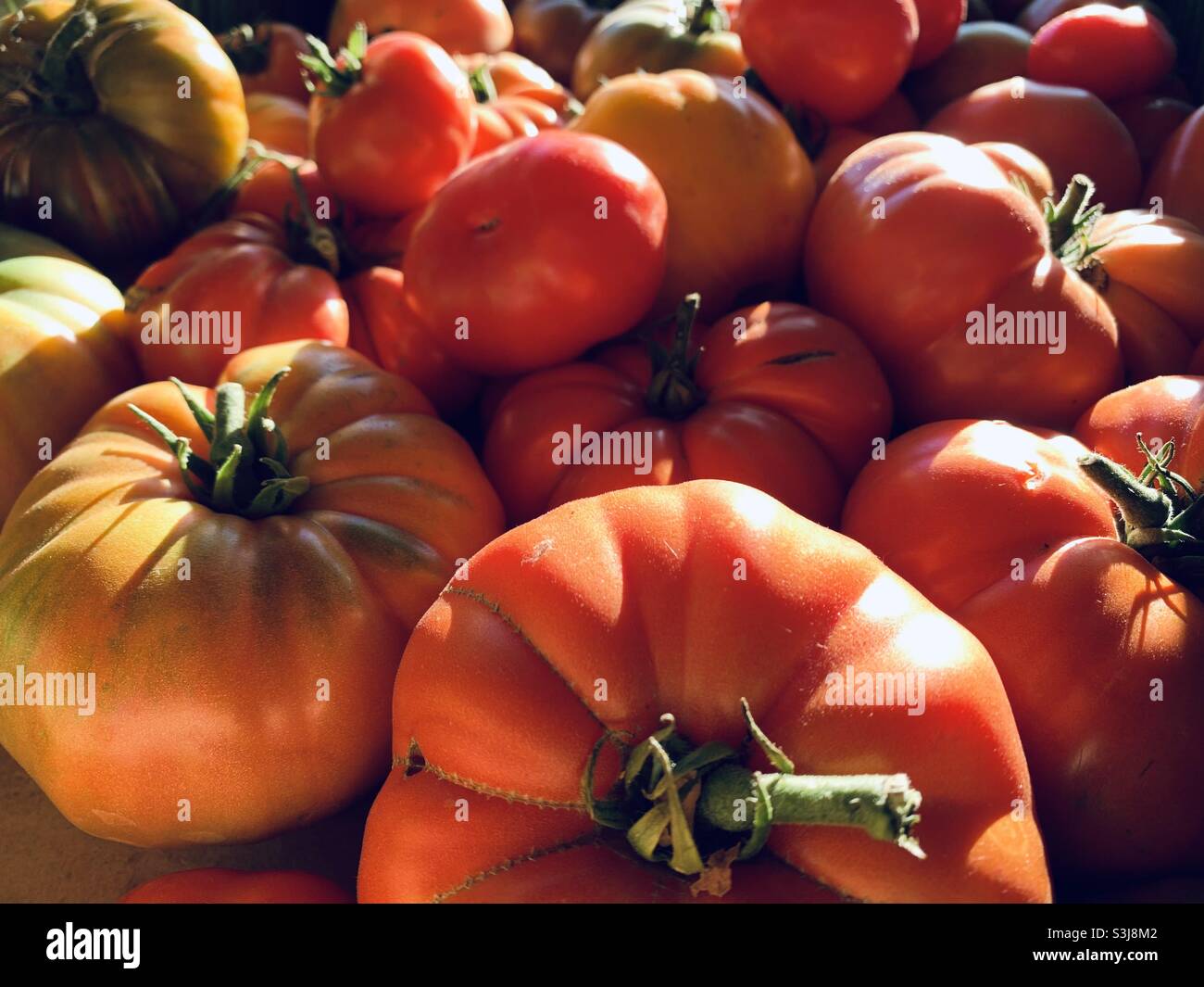 Freshly picked heirloom tomatoes hi-res stock photography and images ...