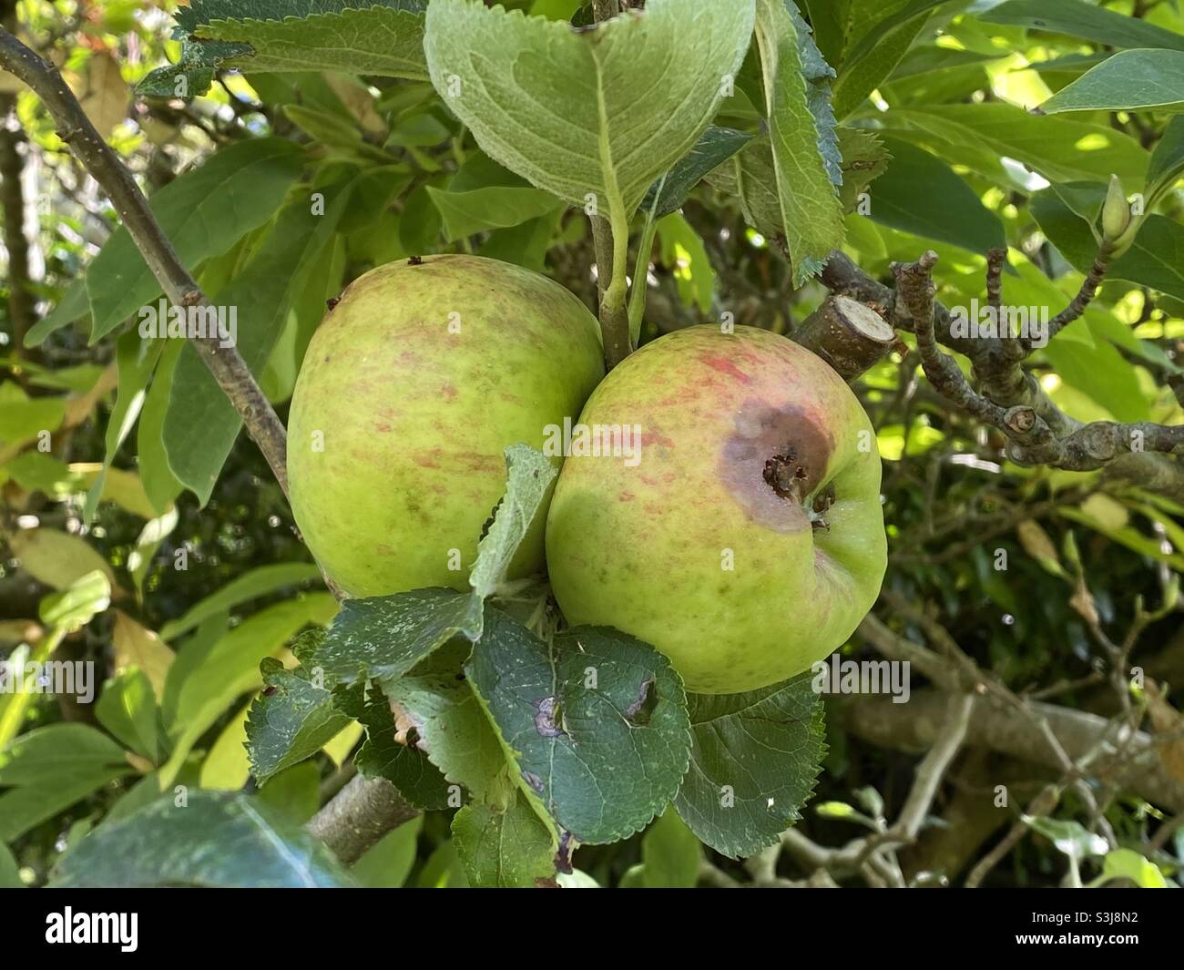 Two apples at the tree hi-res stock photography and images - Alamy